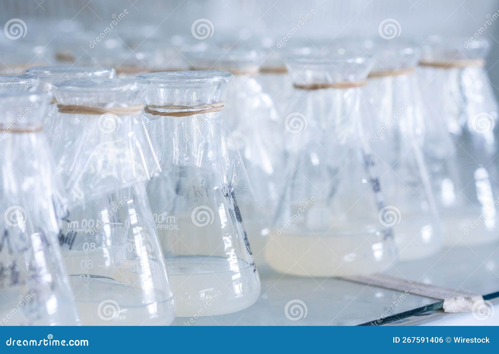 Closeup of Laboratory Conical Flasks Covered with Plastic Wrap. Stock ...