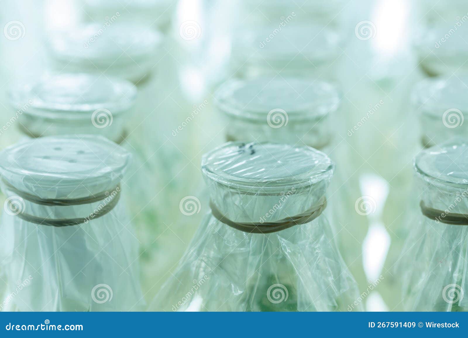 Closeup of Laboratory Conical Flasks Covered with Plastic Wrap. Stock ...