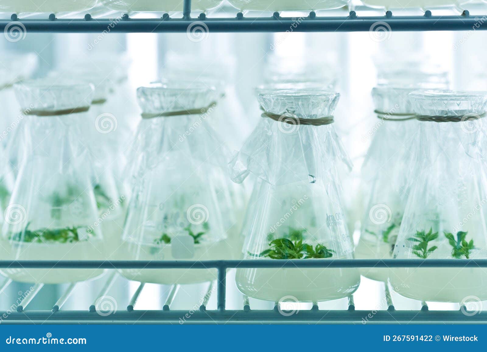 Closeup of Laboratory Conical Flasks with Green Plant Samples Covered ... Closeup of Laboratory Conical Flasks with Green Plant Samples Covered ...