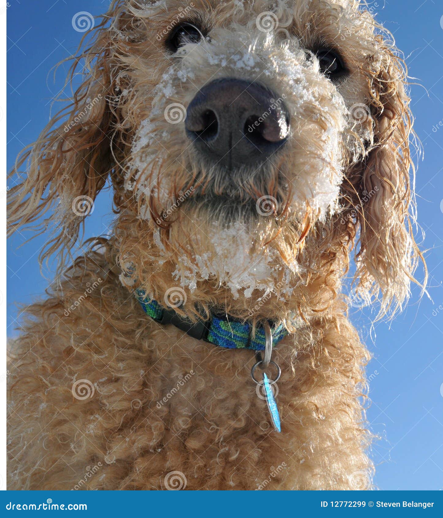 Closeup of Labradoodle Puppy Stock Image - Image of labradoodle, face ...