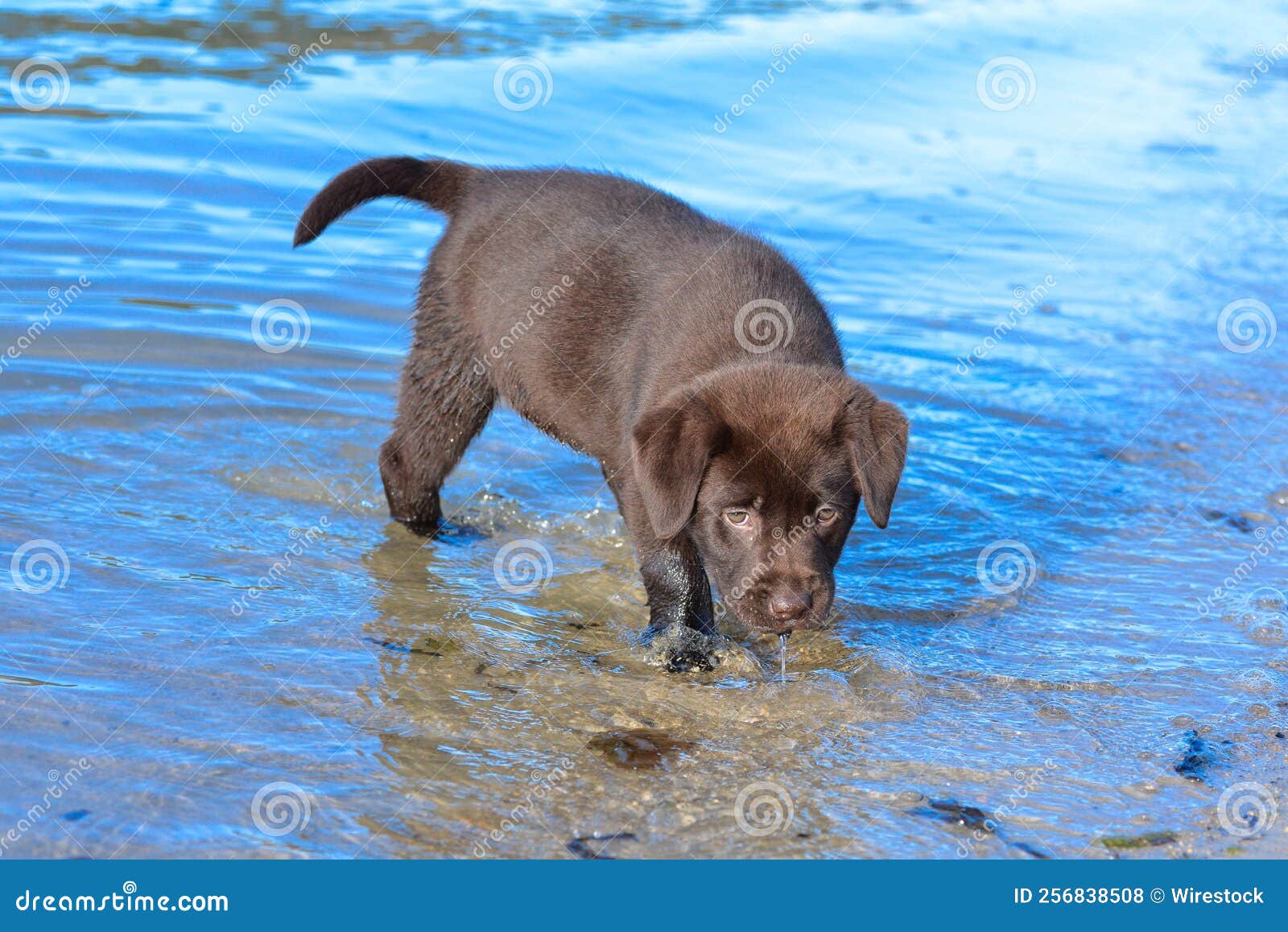 Closeup of a Labrador Puppy in the Water Stock Photo - Image of ...