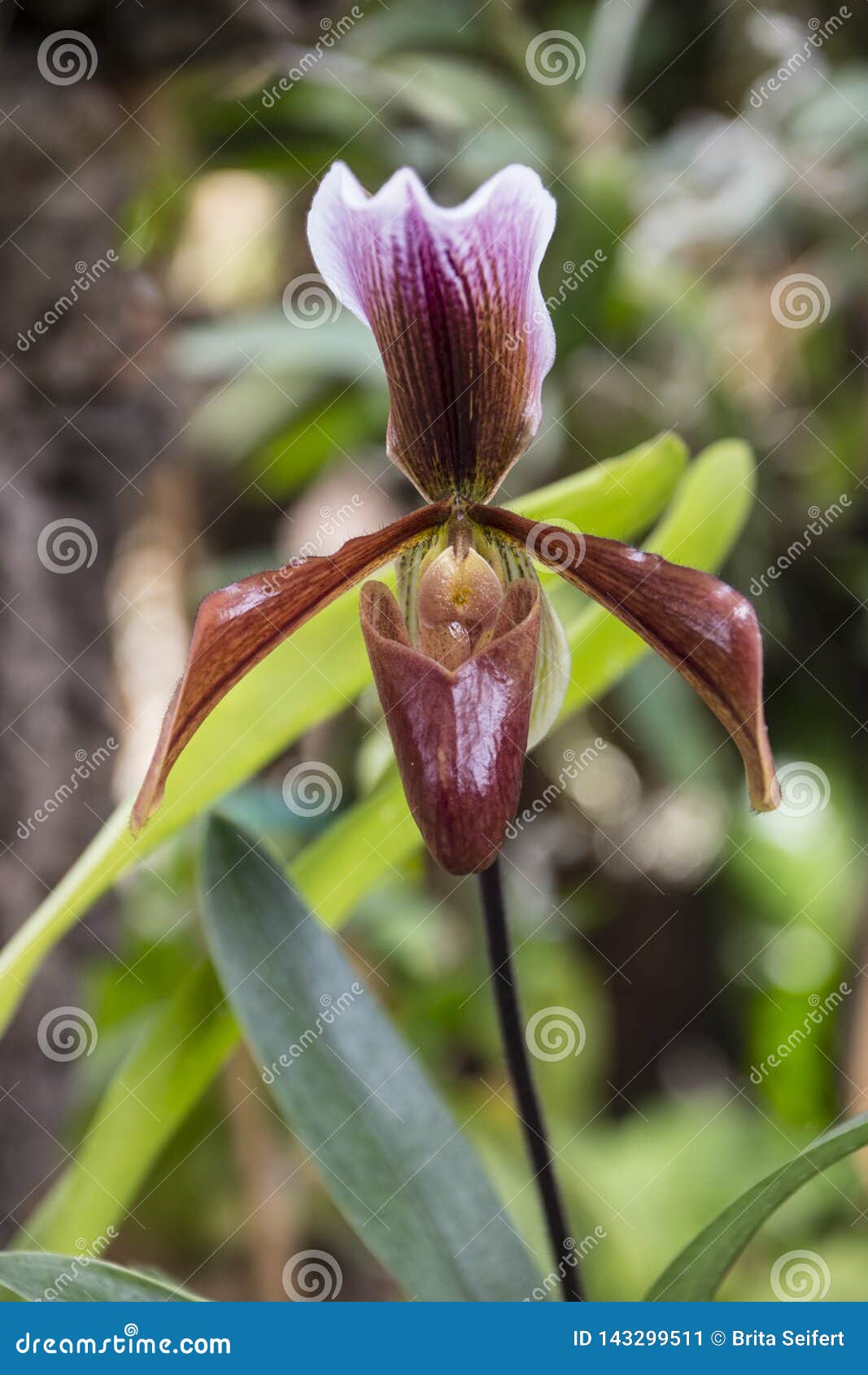 Closeup of a Lady`s-slipper Orchid Cypripedium Calceolus in Springtime ...