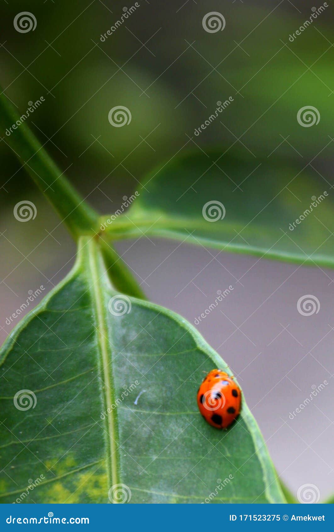 Closeup Of Ladybird Ladybug On Green Leaf Royalty-Free Stock Image ...