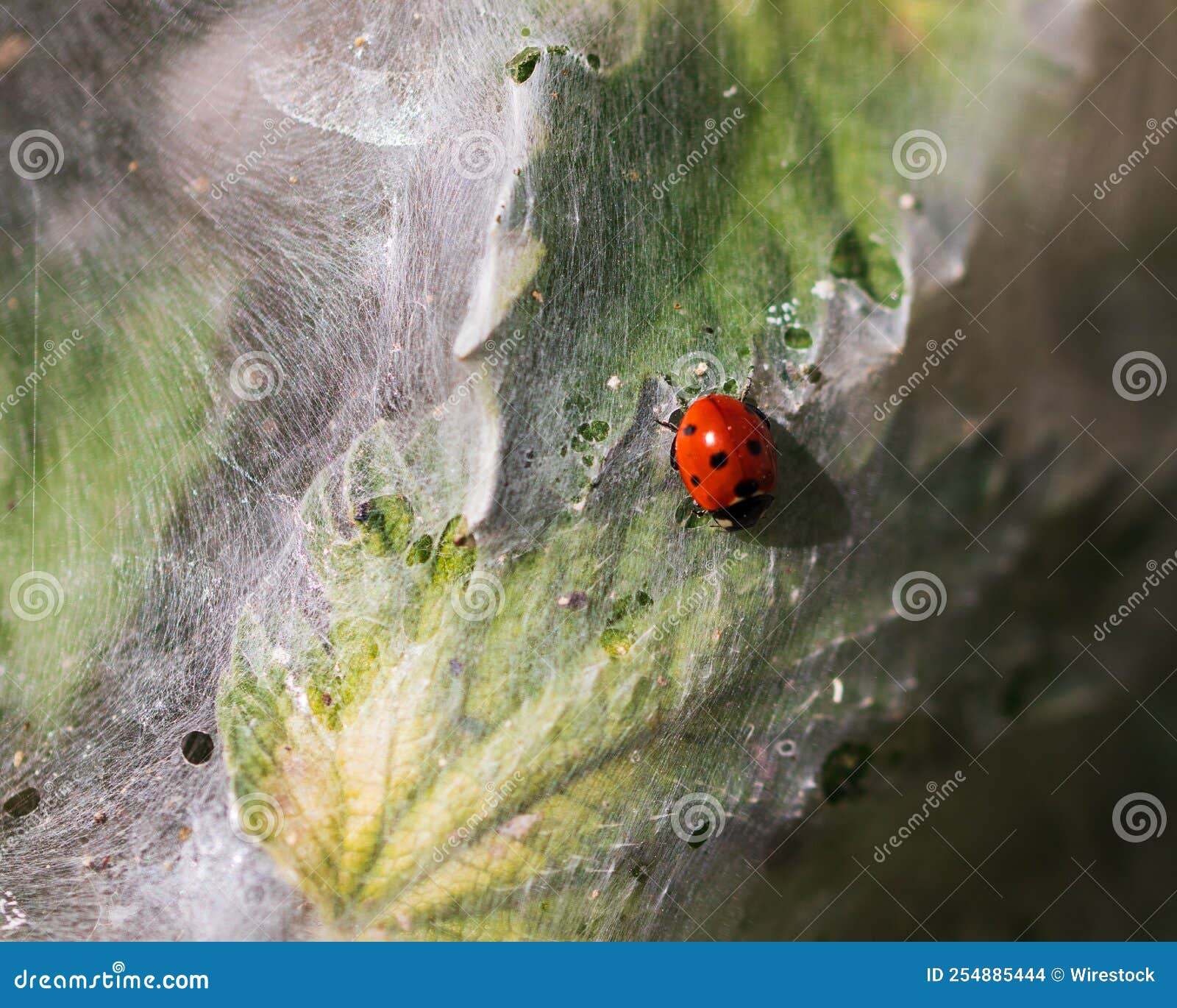 Closeup of a Ladybug on a Green Leaf with a Web Stock Photo - Image of ...