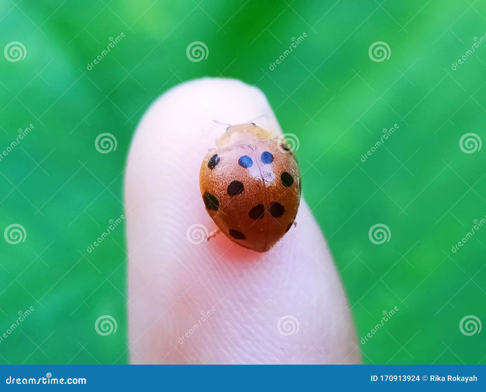 CloseUp of Ladybug on My Finger Stock Photo - Image of animals, macro ...