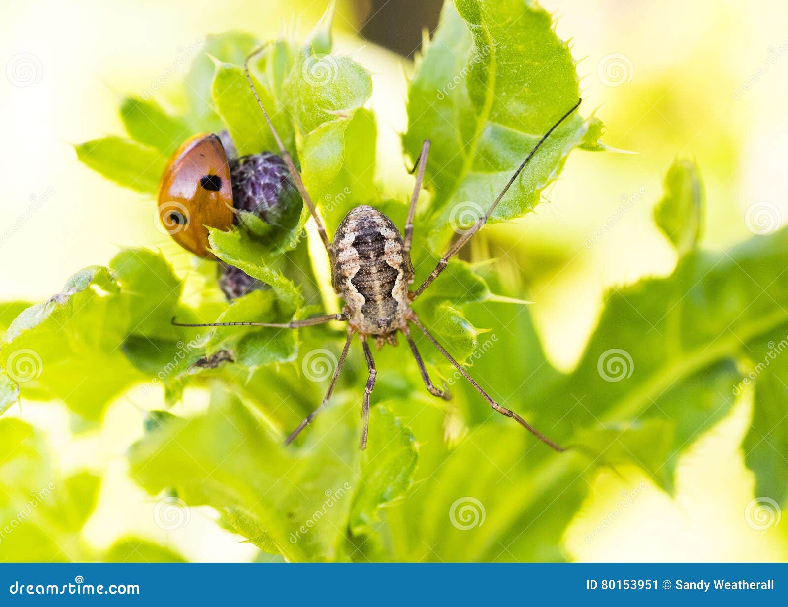 Closeup of Ladybug and Spider Stock Image - Image of plants, green ...