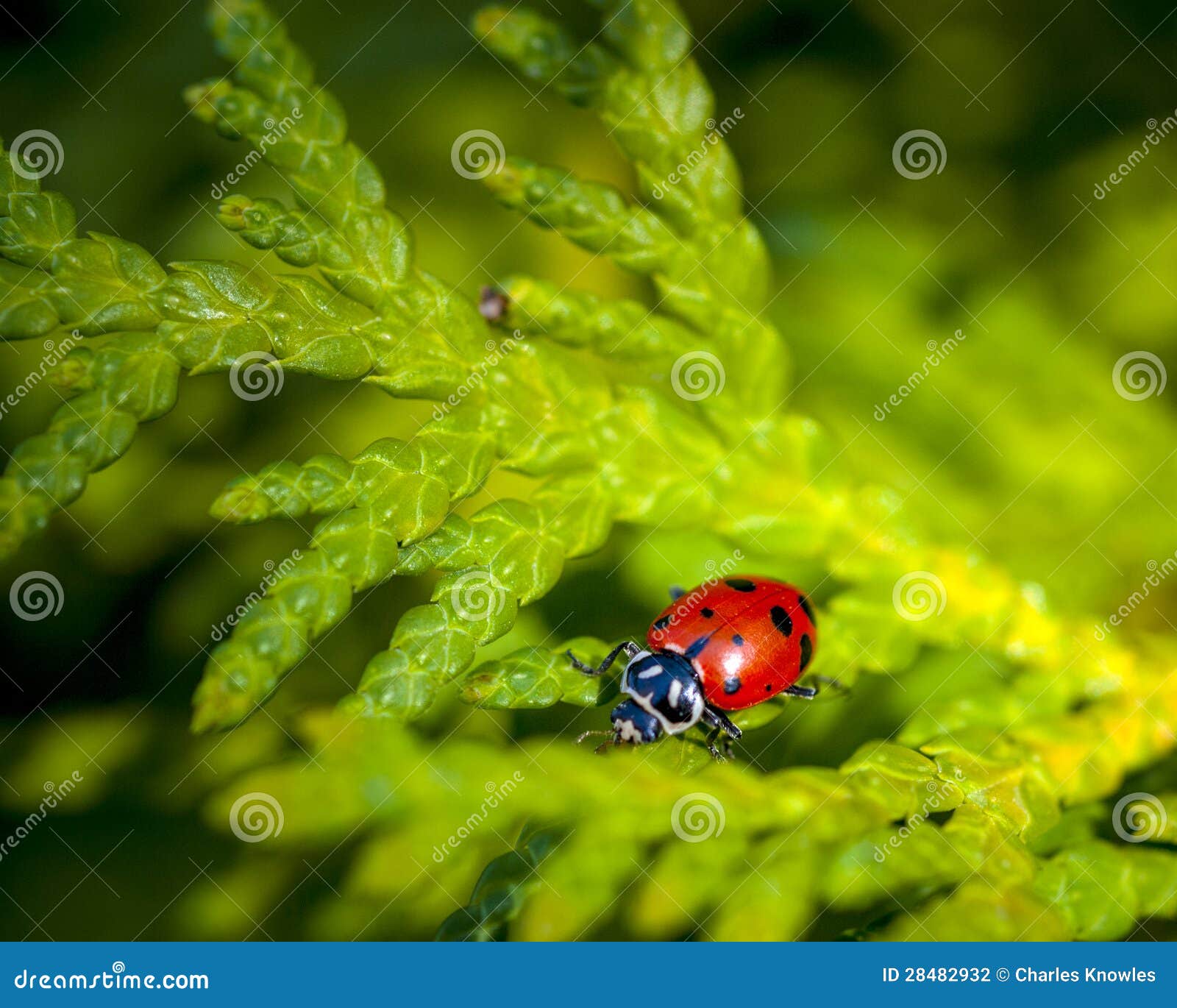 Closeup of a Ladybug in a Tree Stock Photo - Image of closeup, ladybug ...