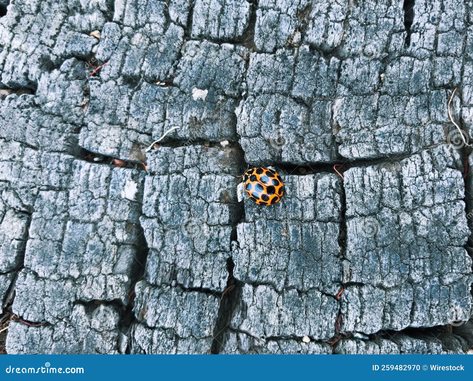 Closeup of a Ladybug on a Tree Bark in a Daylight Stock Photo - Image ...
