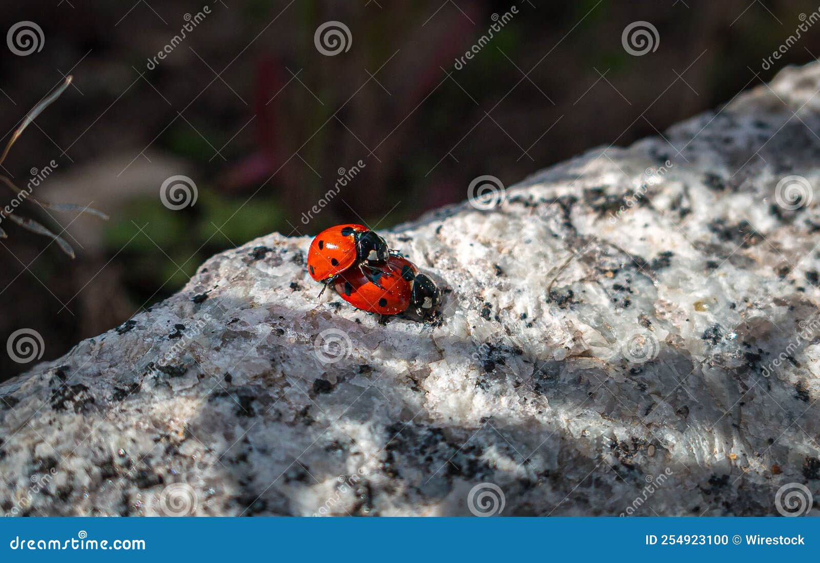 Closeup of a Ladybugs Breeding on a Stone Surface Outdoors Stock Photo ...