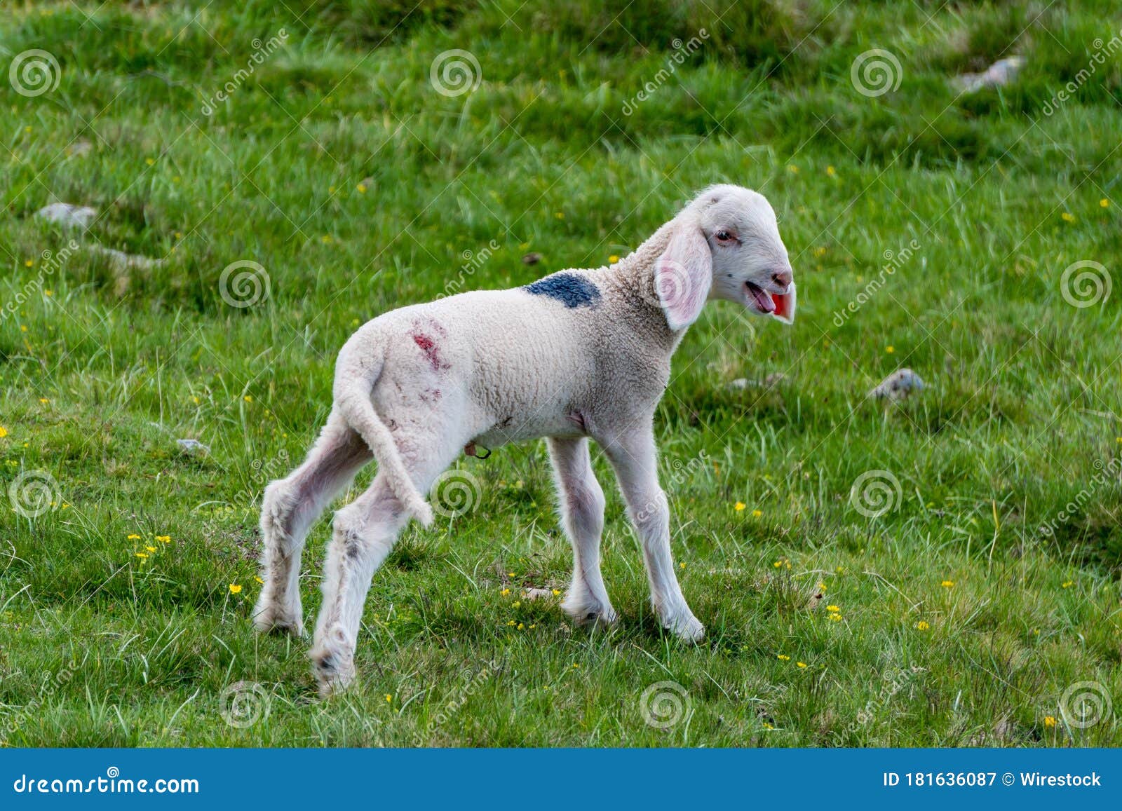 Closeup of a Lamb on a Grassy Field Stock Image - Image of country ...