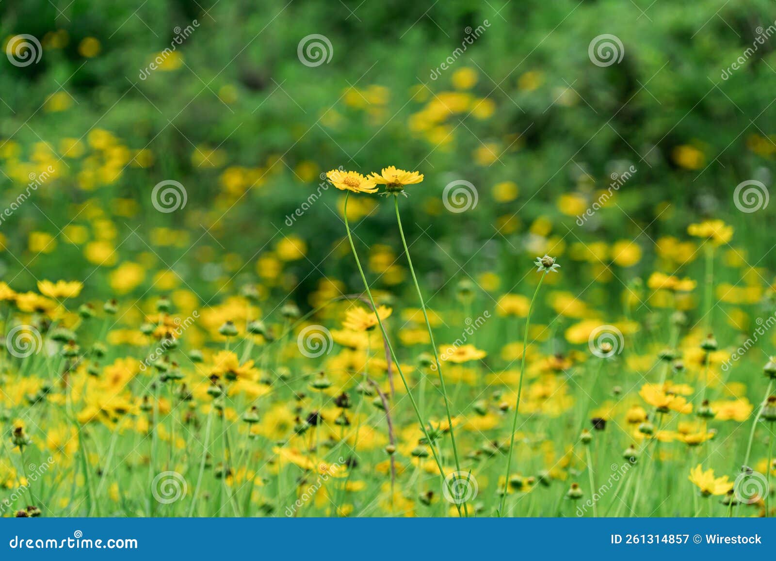 Closeup of a Lance-leaved Coreopsis Stock Image - Image of grass, plant ...