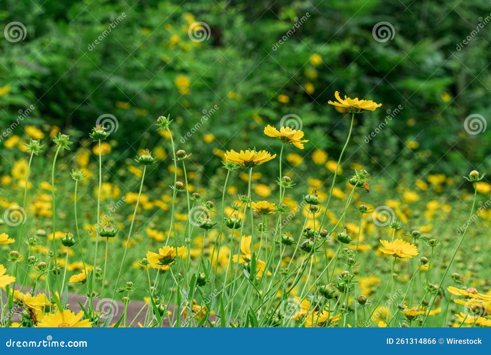 Closeup of a Lance-leaved Coreopsis Stock Photo - Image of blossom ...