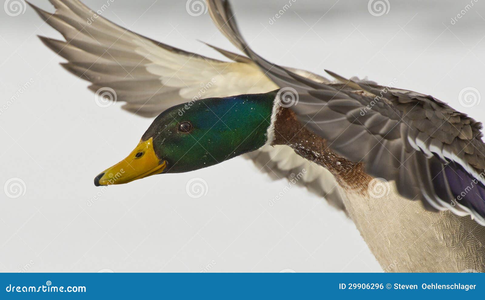 Mallard Drake stock photo. Image of waterfowl, mallard - 29906296