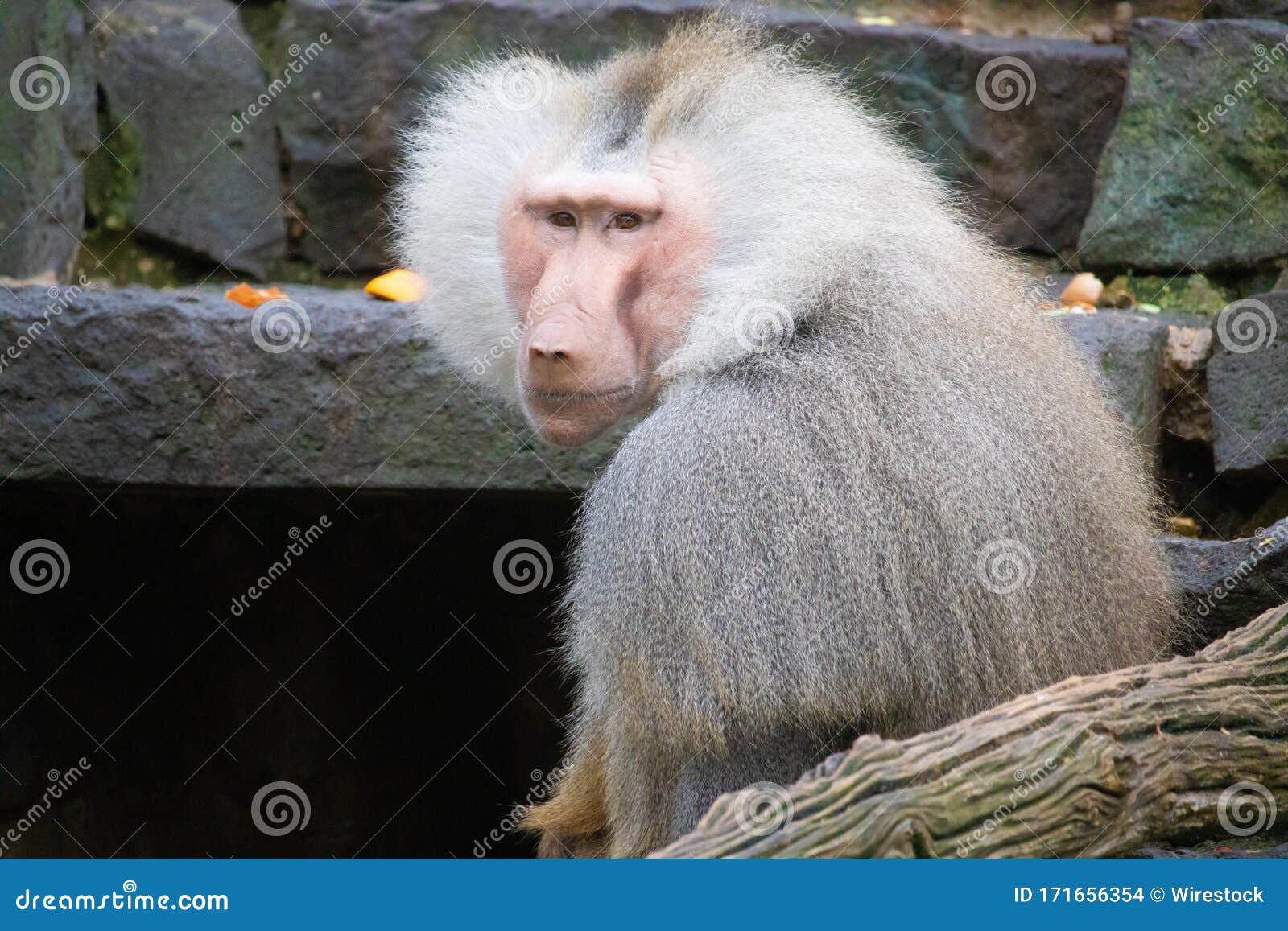 Closeup Landscape Shot of a Gray Baboon Monkey with Stones in the ...