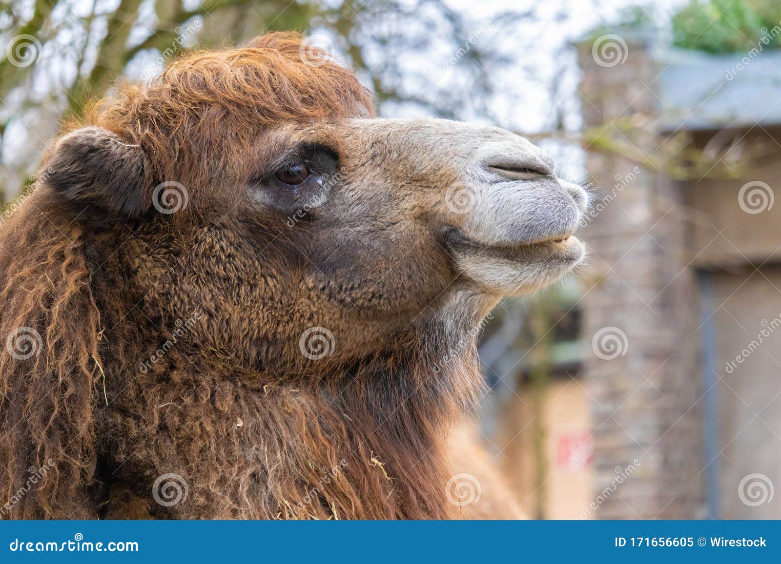 Closeup Landscape Shot of a Side View Brown Camel with a Blurred in the ...