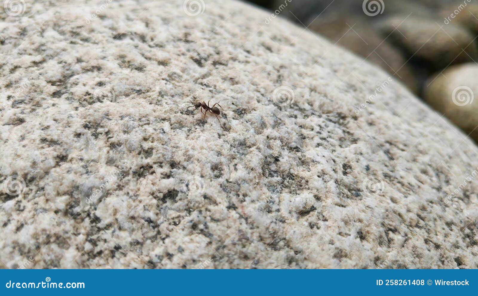 Closeup of a Large Ant on the Stone Stock Photo - Image of nature ...