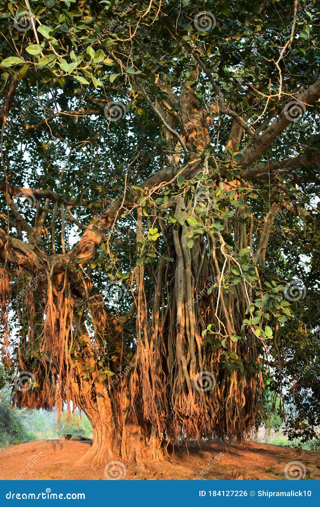 Closeup of Large Banyan Tree Stock Photo - Image of roots, brown: 184127226