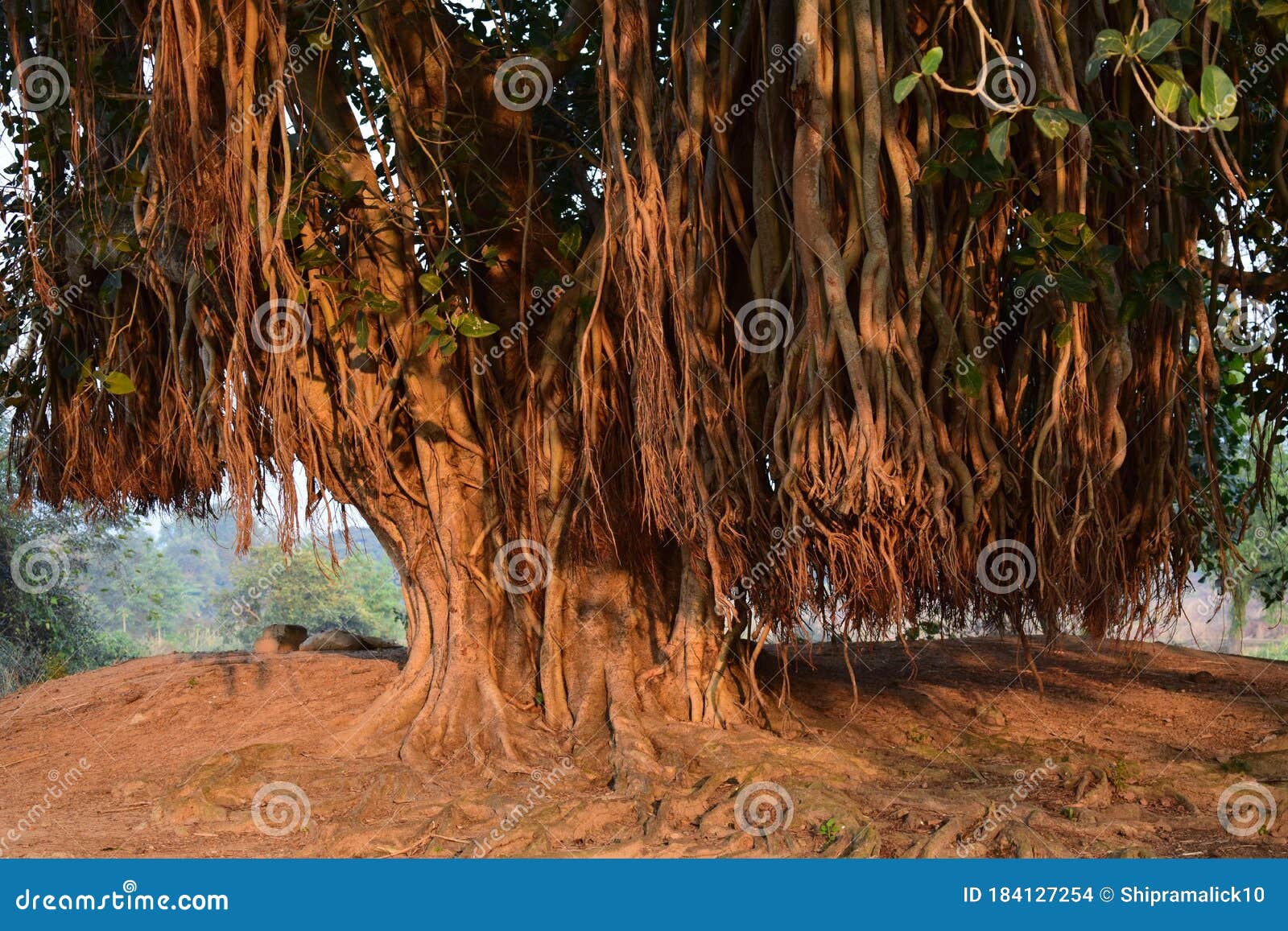 Closeup of Large Banyan Tree with Roots Stock Photo - Image of village ...