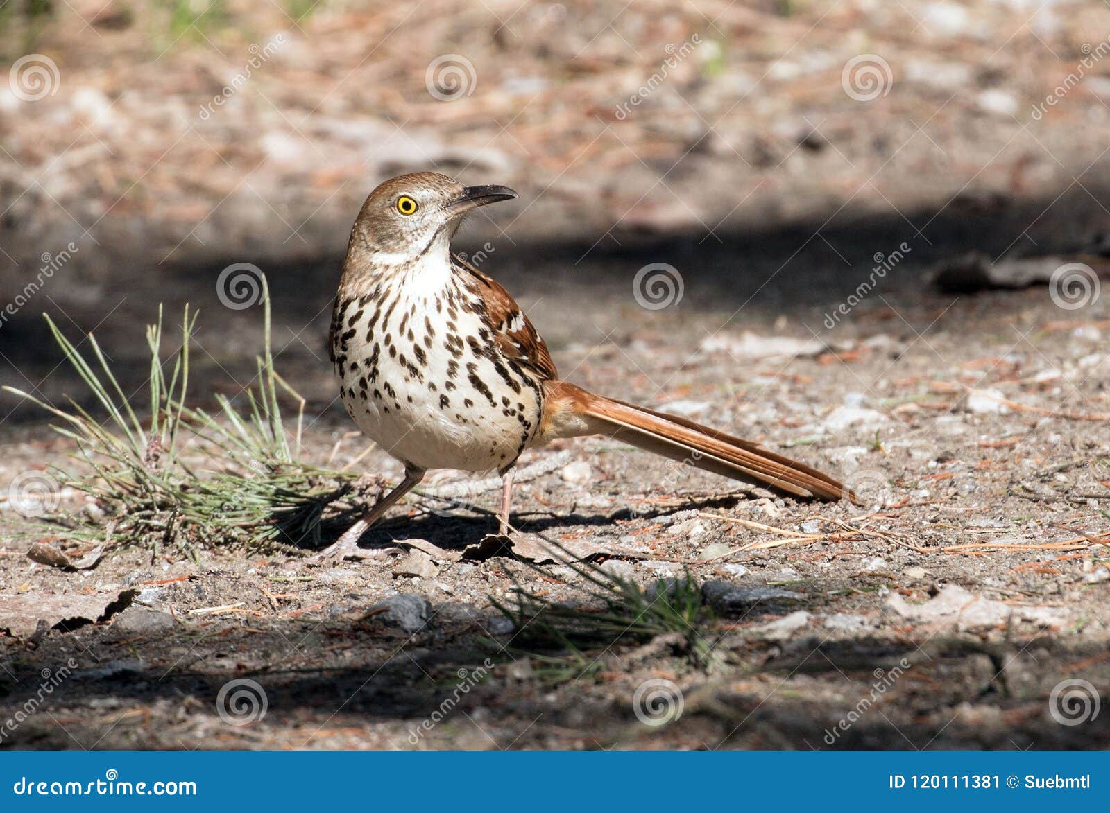 Portrait of Brown Thrasher Bird, Ontario Stock Image - Image of birding ...
