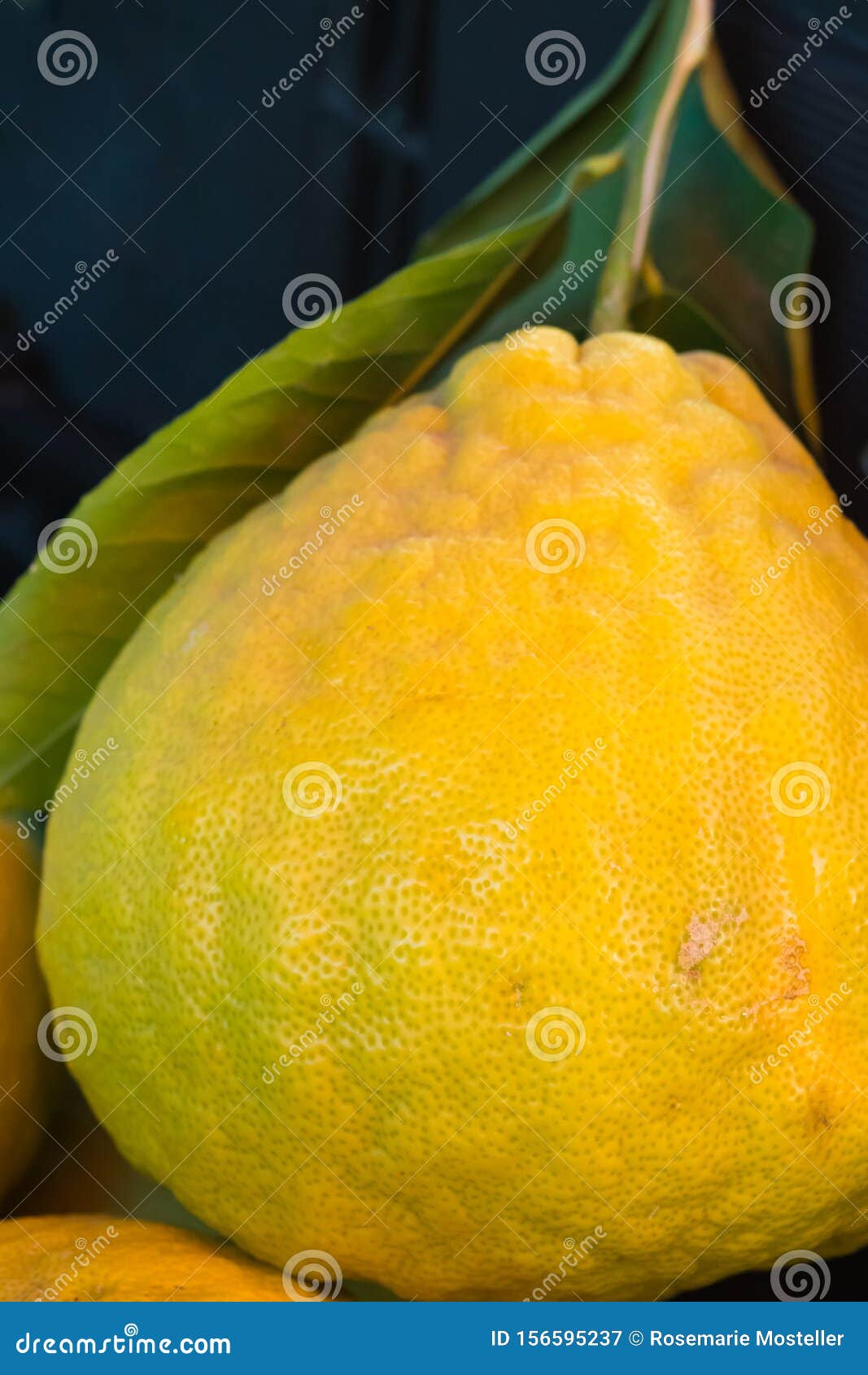 Closeup of Large Bumpy Bright Yellow Lemo Stock Image - Image of ...