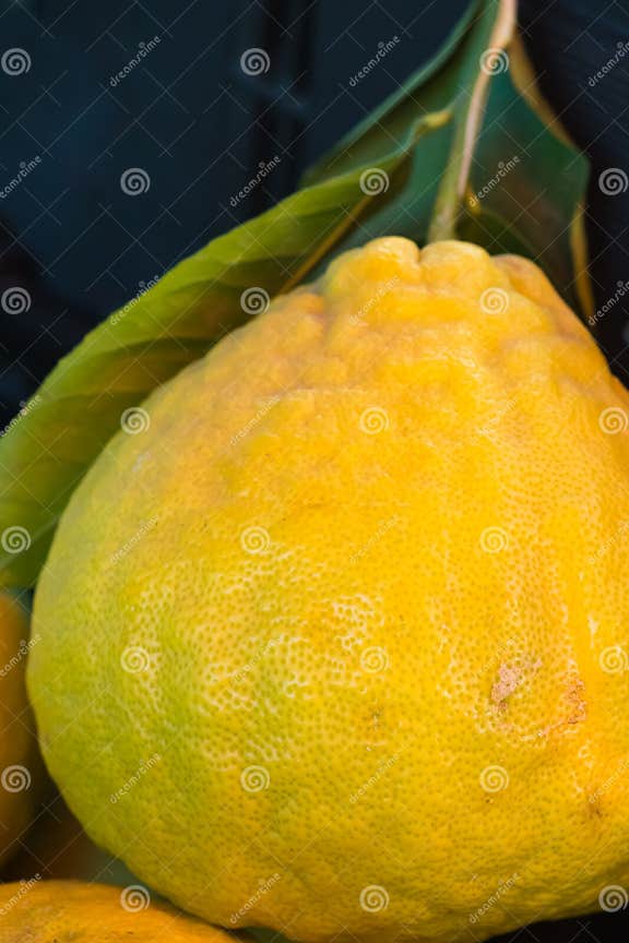 Closeup of Large Bumpy Bright Yellow Lemo Stock Image - Image of ...