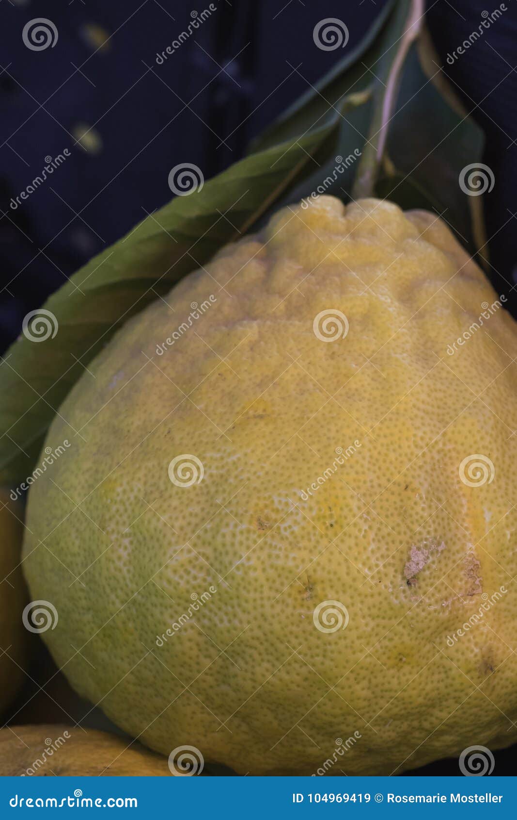 Closeup of Large Bumpy Lemon with Leaf Attached Stock Image - Image of ...