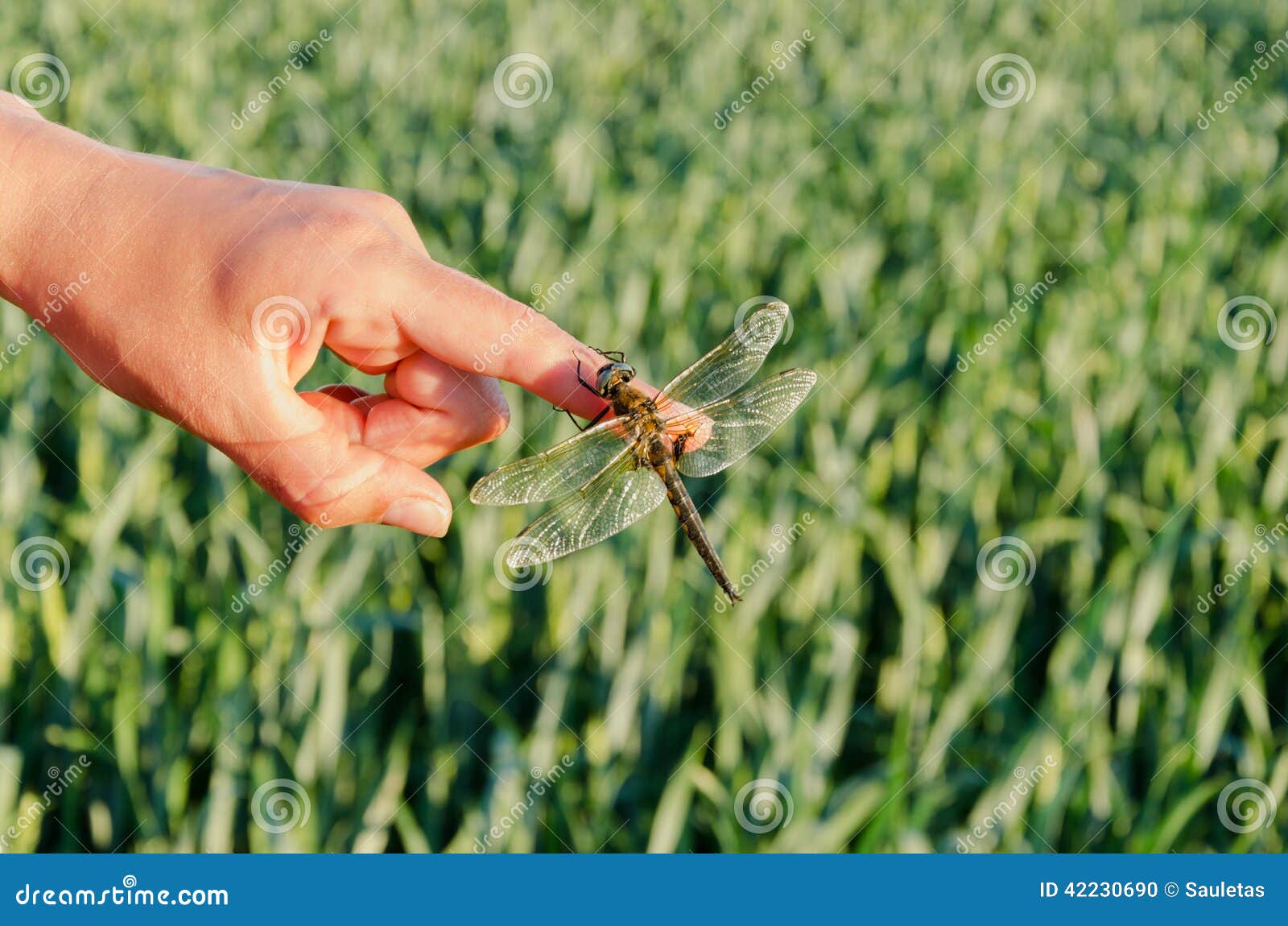 Closeup Large Damselfly Wings on Finger Stock Photo - Image of wing ...