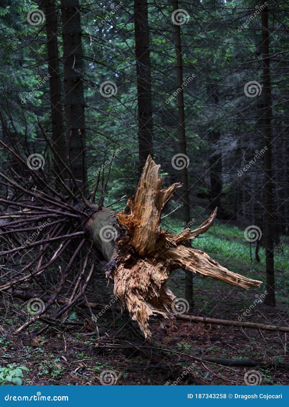 Closeup of a Large Fir Tree in Romania`s Forests Has Collapsed Stock ...