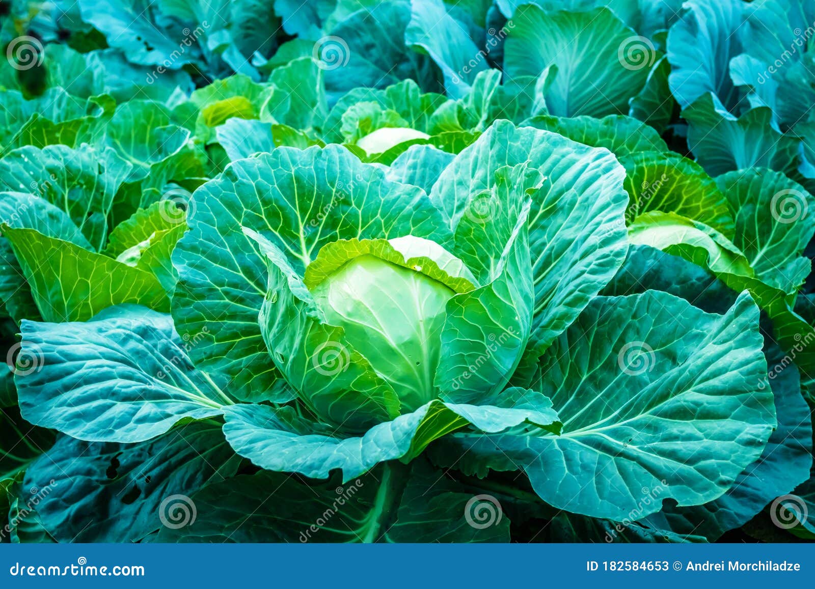 A Closeup Large of a Head of Cabbage Stock Image - Image of broad, leaf ...