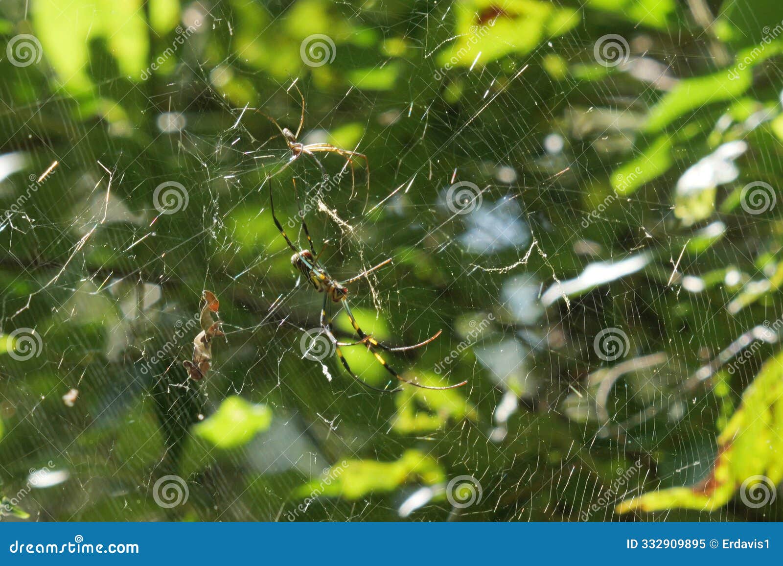 Invasive Joro Spider At Unicoi State Park Royalty-Free Stock ...