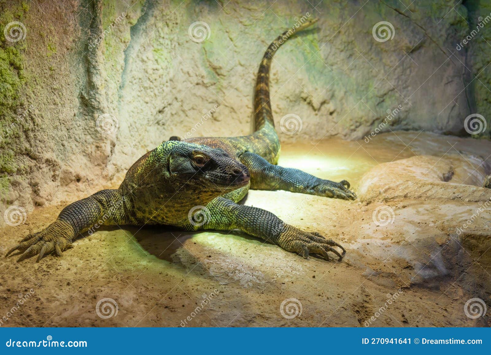 Closeup of a Large Lizard Resting Under a Light in a Cave Stock Image ...