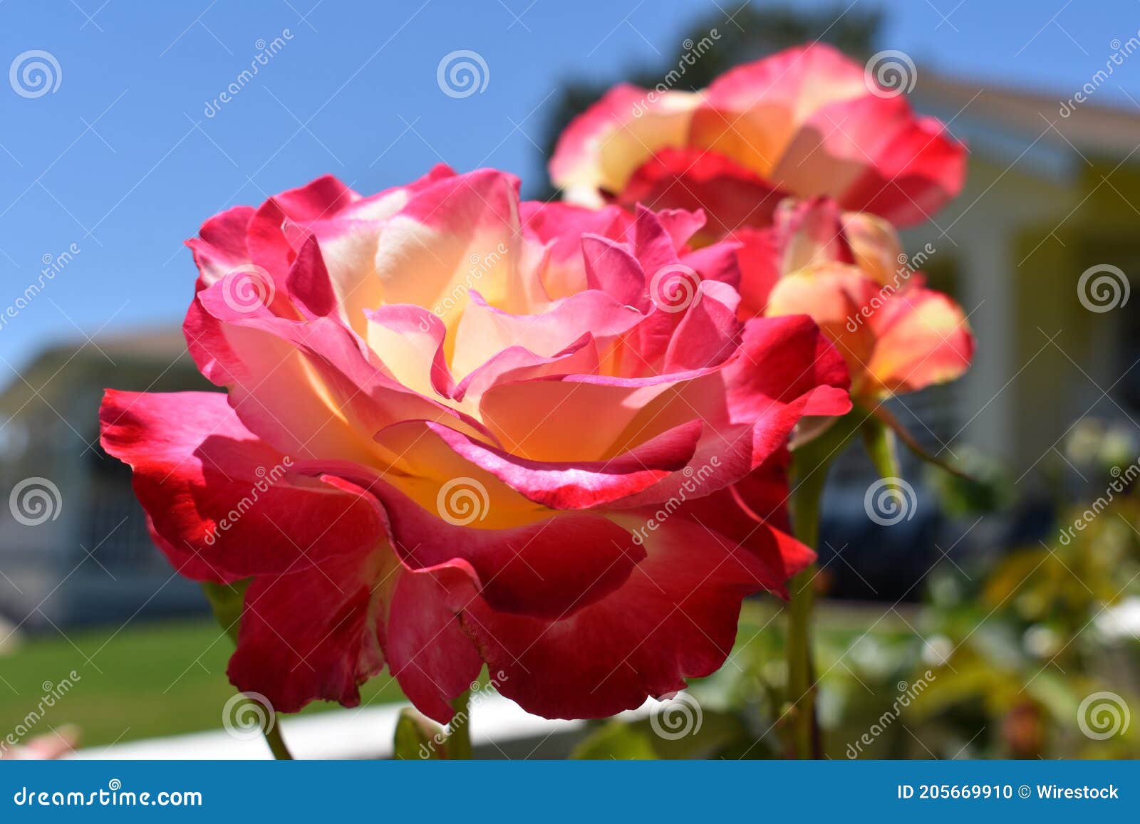 Closeup of Large Multi-colored Roses Stock Photo - Image of bright ...