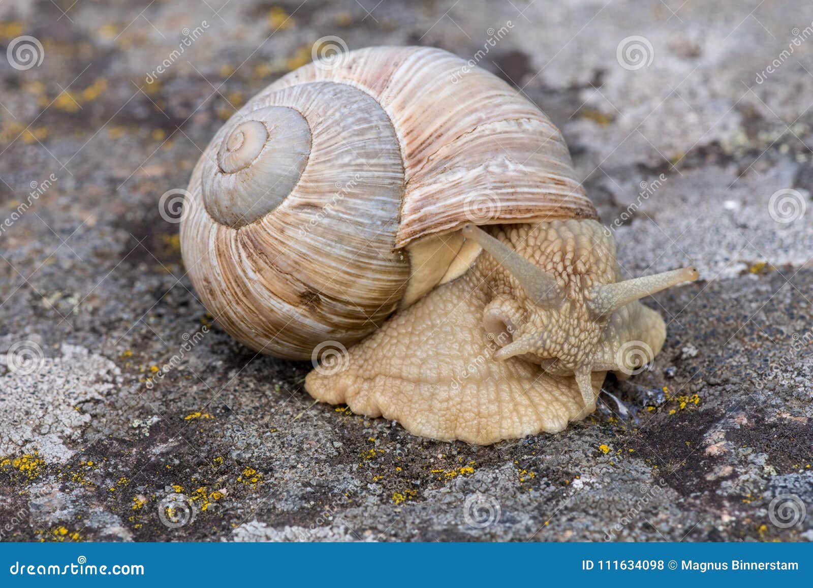 Snail Rock Stock Photos - Royalty Free Stock Images