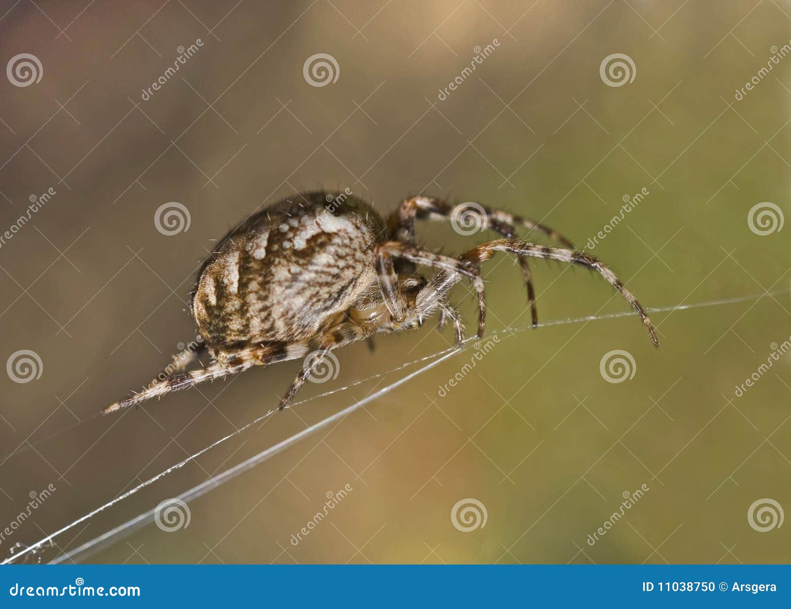 Closeup of Large Spider on Cobweb Stock Photo - Image of creature ...