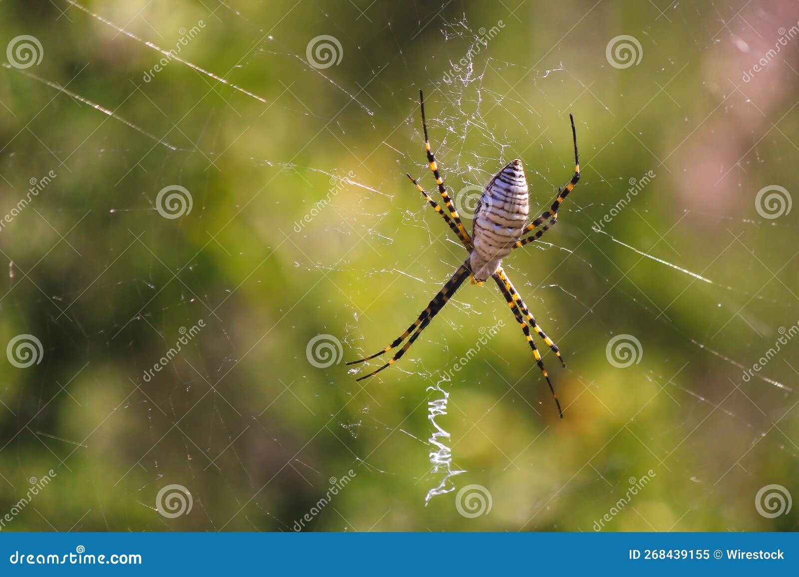 Closeup of a Large Spider in Its Web Expertly Weaving Its Way through ...