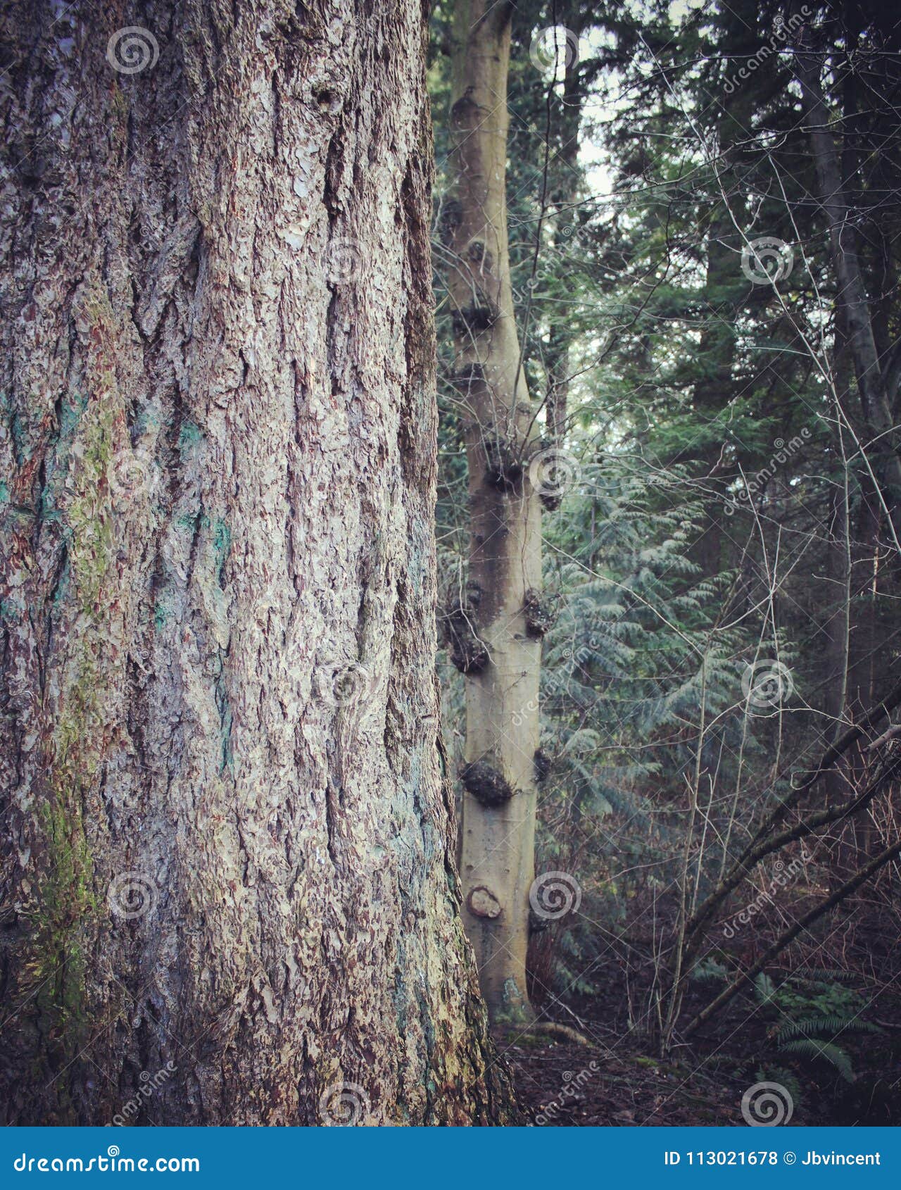 Closeup of Large Tree Trunk and Smaller Tree Stock Photo - Image of ...