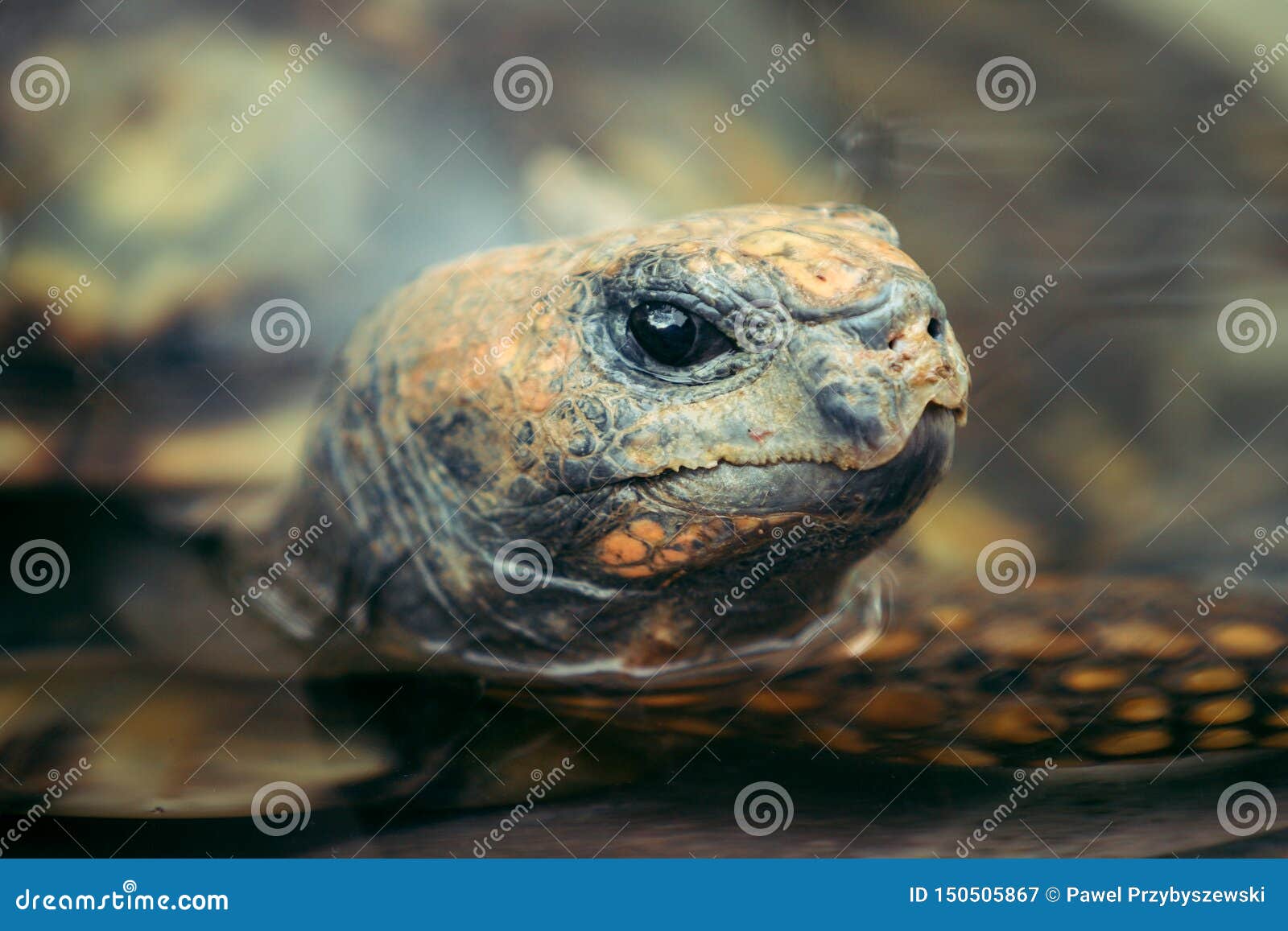 Turtle Head Closeup in the Water Stock Image - Image of close, nature ...