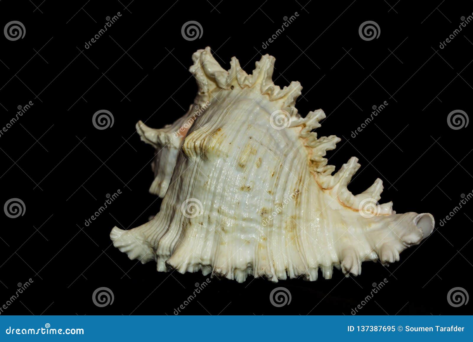 Closeup of Large White and Brown Murex Seashell. Stock Image - Image of ...
