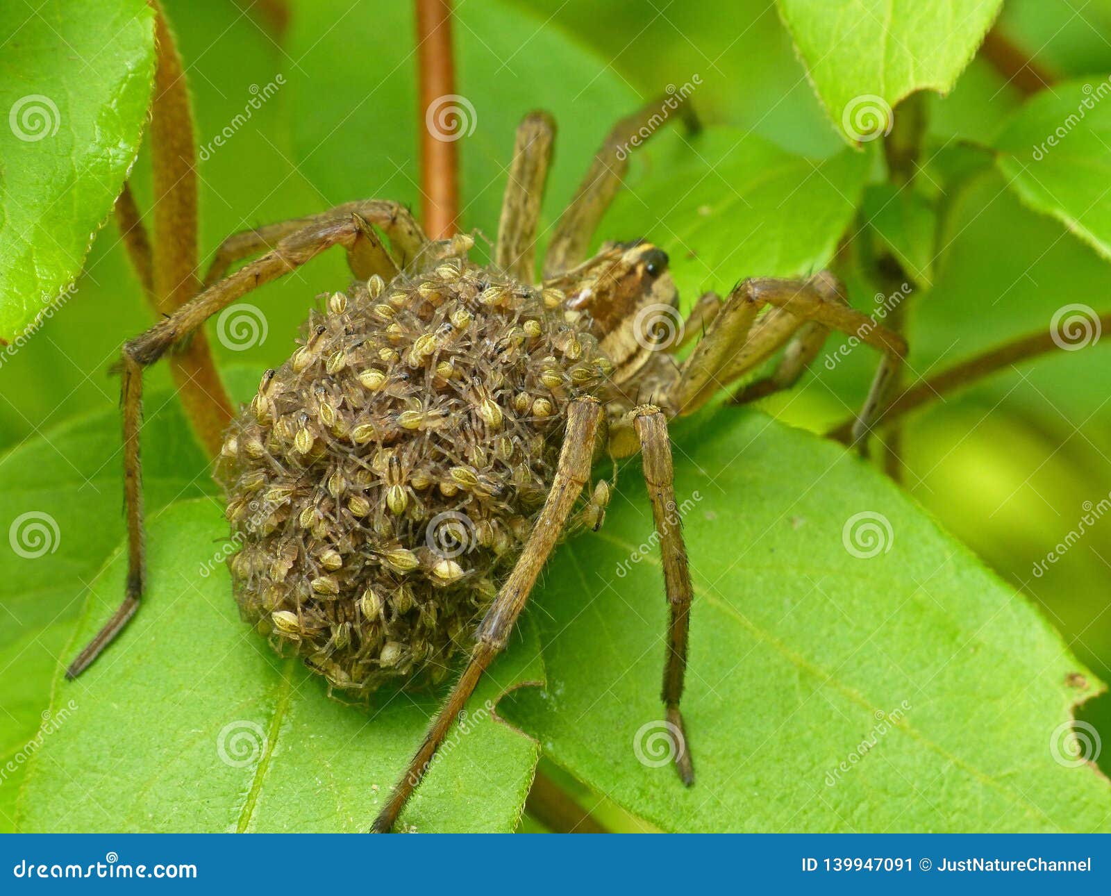 Large Wolf Spider with Spiderlings on Leaf 2 Stock Image - Image of ...