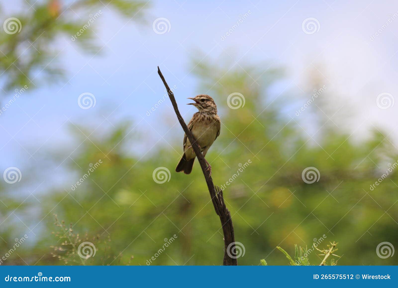 Closeup of a Lark Perched on a Bare Branch of a Tree Stock Photo ...