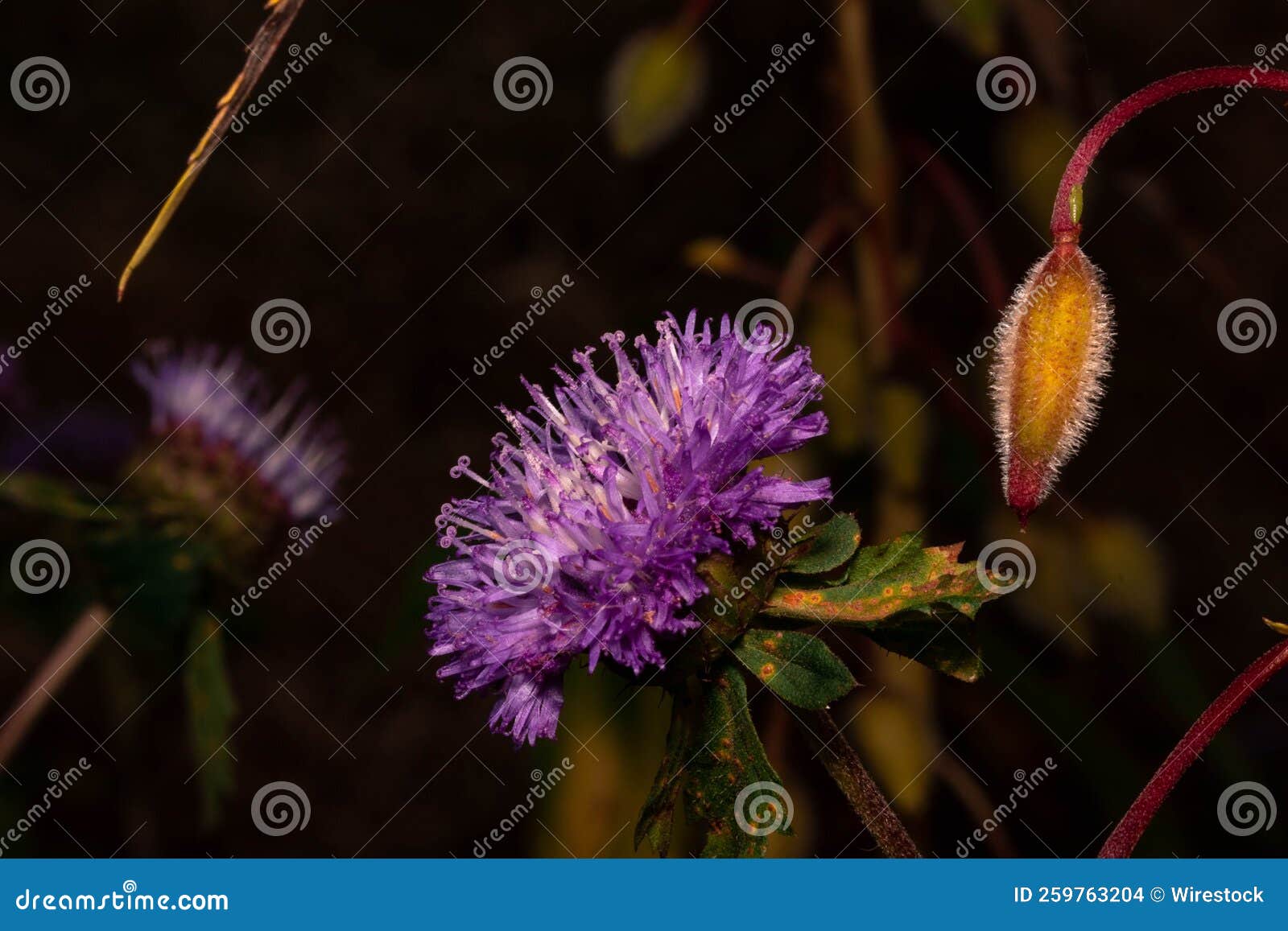 Closeup of a Larkdaisy (Centratherum Punctatum) Stock Photo - Image of ...