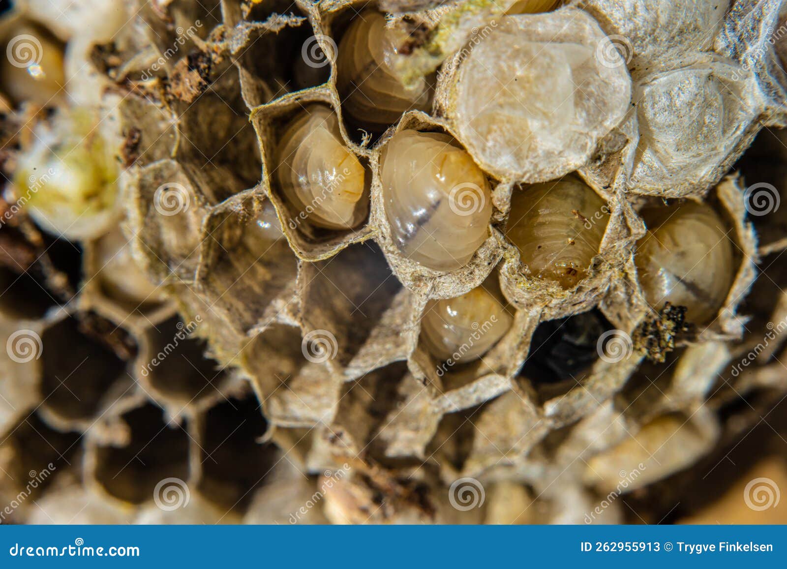 Closeup of Larvae in a Wasps Nest.. Stock Image - Image of building ...