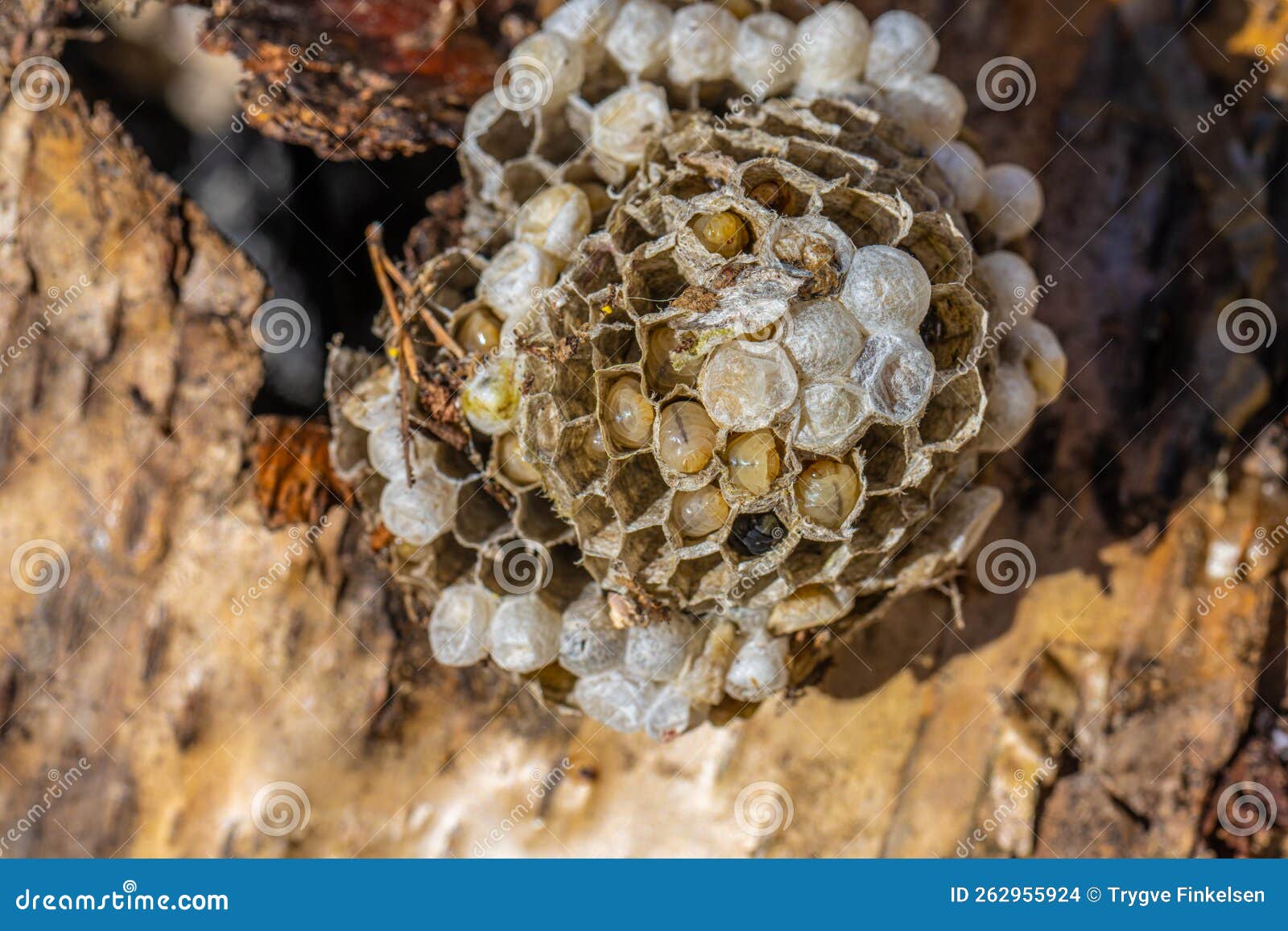 Closeup of Larvae in a Wasps Nest.. Stock Photo - Image of wing, sting ...