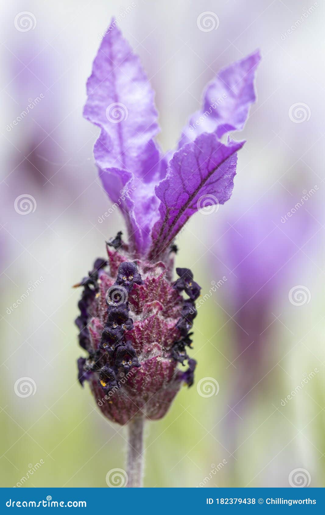 Lavandula Lavender Stoechas `Papillon` Stock Photo - Image of summer ...