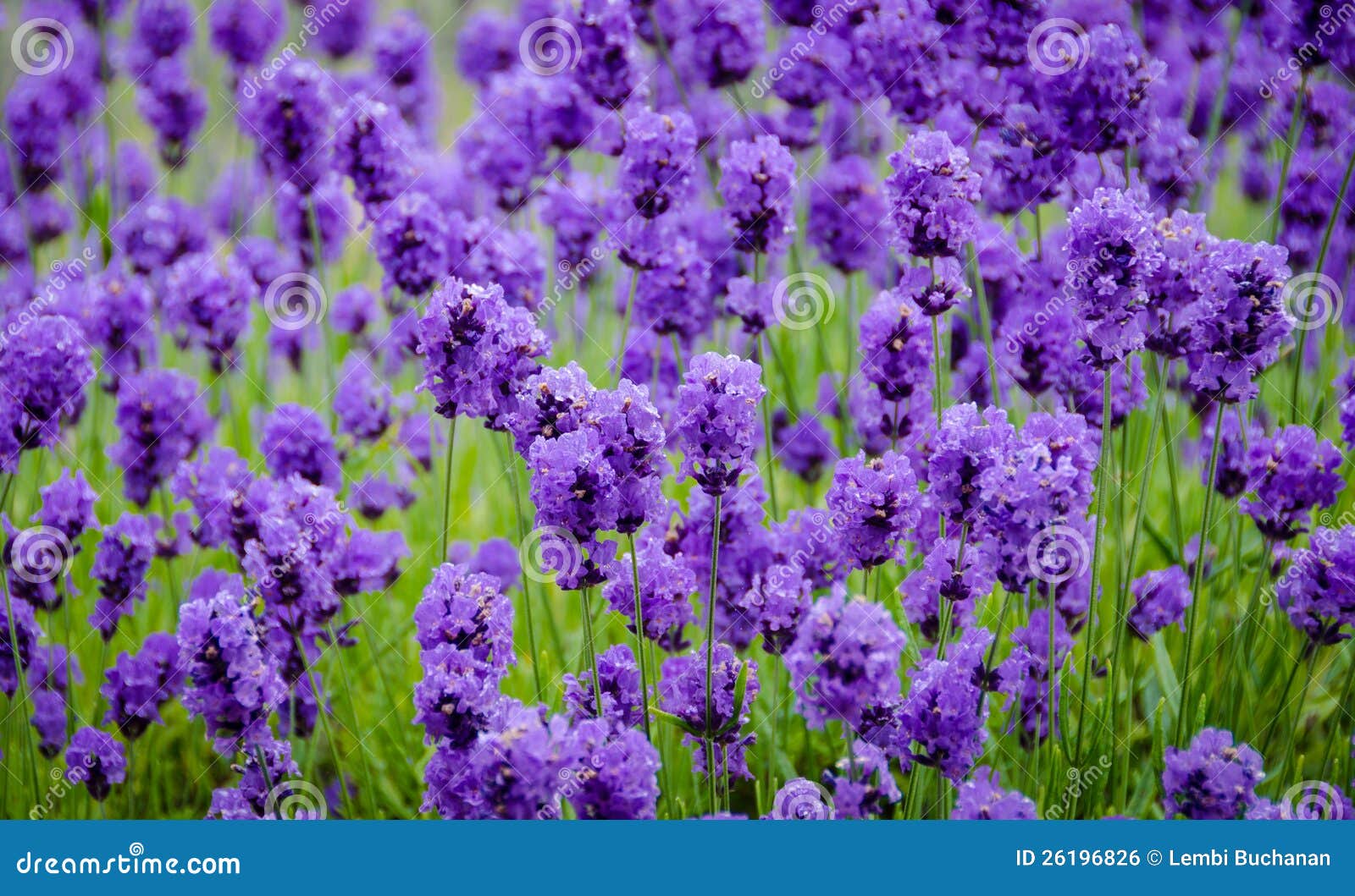 Closeup of Lavender Flowers Stock Photo - Image of green, bloom: 26196826