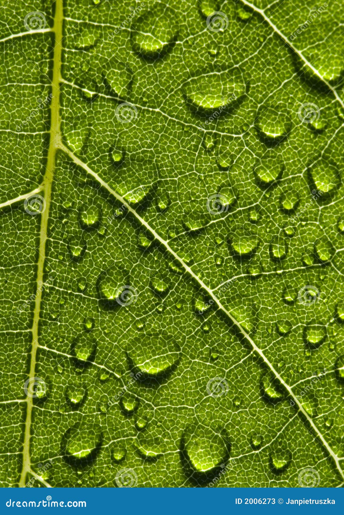 Closeup leaf stock image. Image of details, environment - 2006273