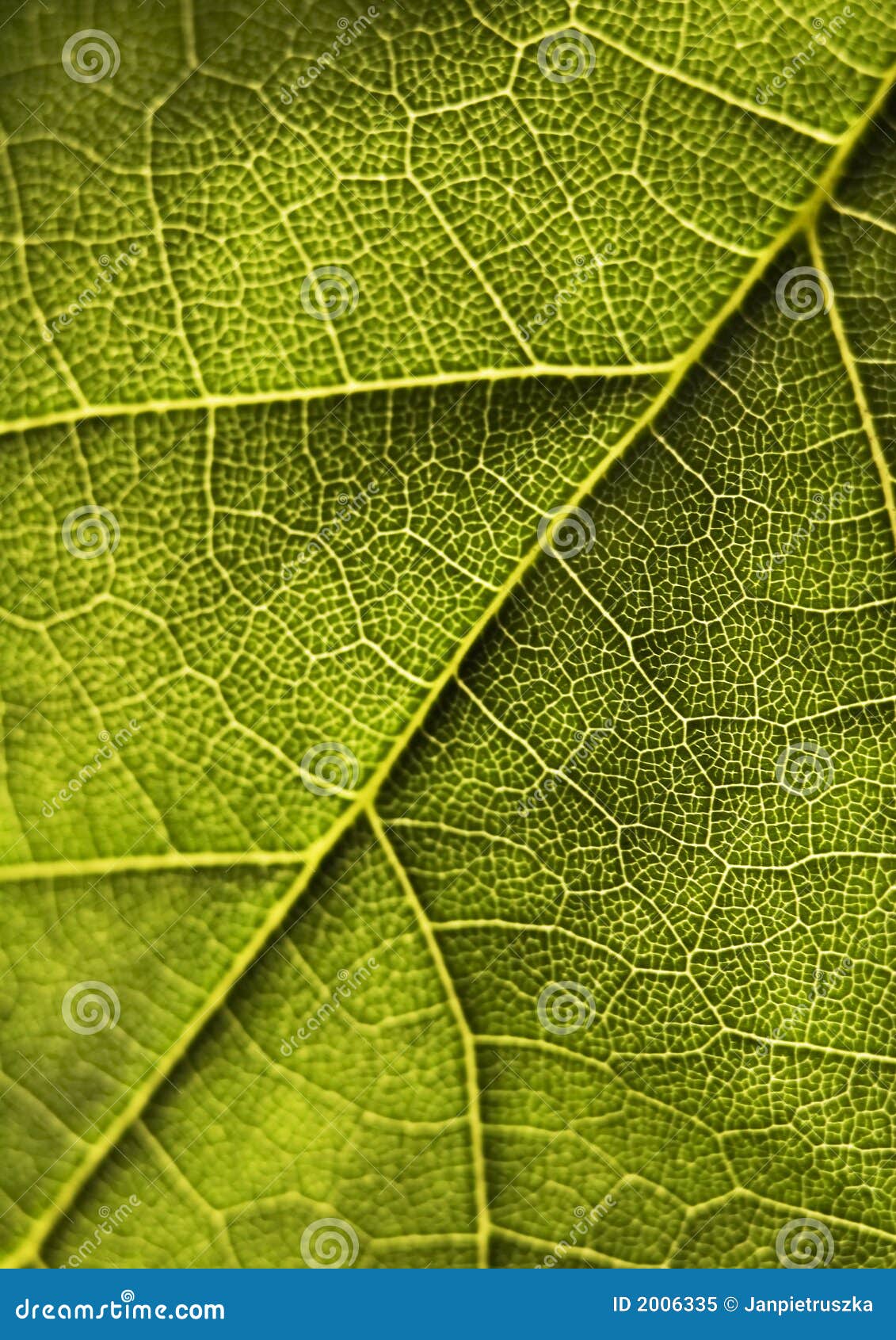 Closeup leaf stock image. Image of abstract, botany, gardening - 2006335