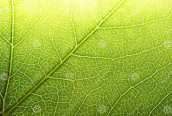 Closeup of a leaf stock image. Image of backdrop, detail - 5403535