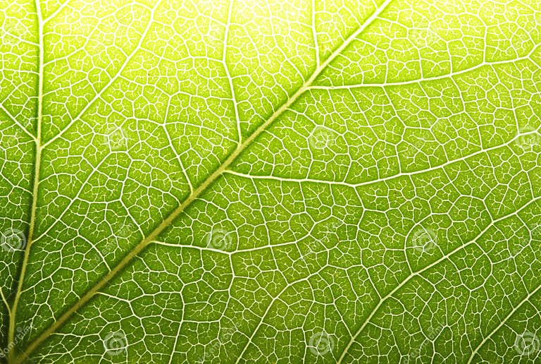 Closeup of a leaf stock image. Image of backdrop, detail - 5403535