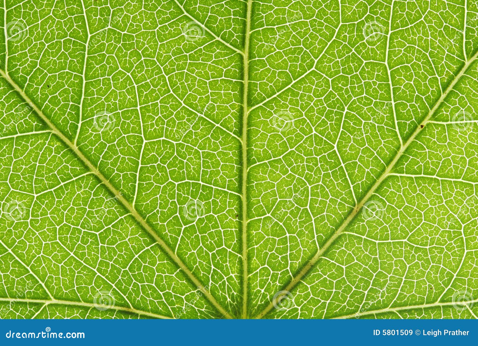 Closeup of a leaf stock image. Image of growth, leaves - 5801509